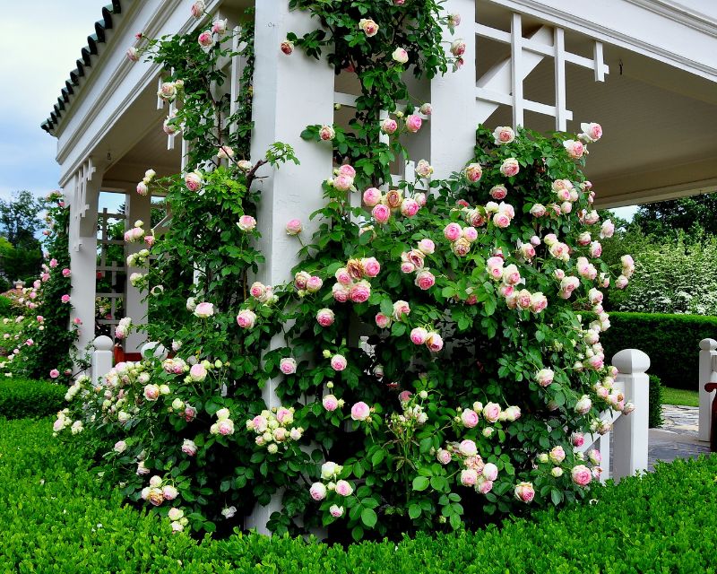 What climbing roses to plant in your garden | Yates