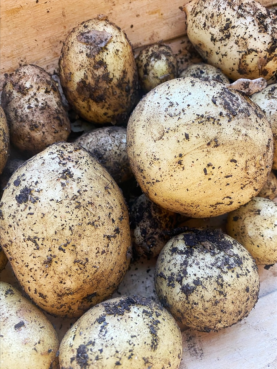 The first of the spuds……