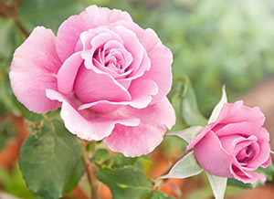 Mid-Spring Rose Care | Yates