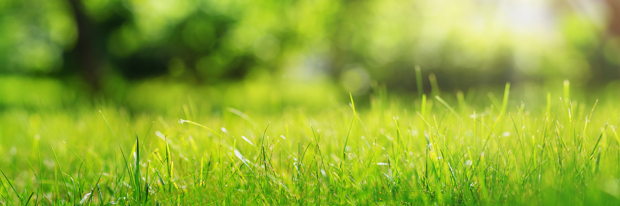 Yates New Zealand | Garden Products & Advice | Vegetables, Fruit ...