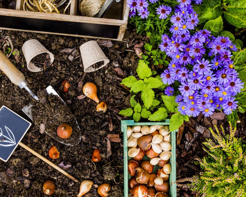 How to plant bulbs in autumn | Yates