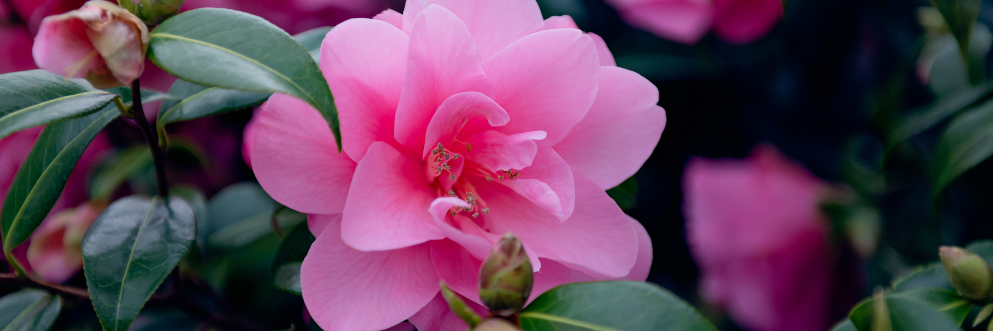 Yates New Zealand | Garden Products & Advice | Vegetables, Fruit ...