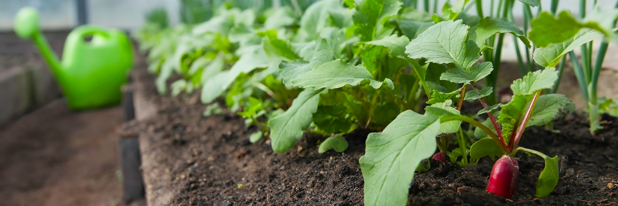 Yates New Zealand | Garden Products & Advice | Vegetables, Fruit ...