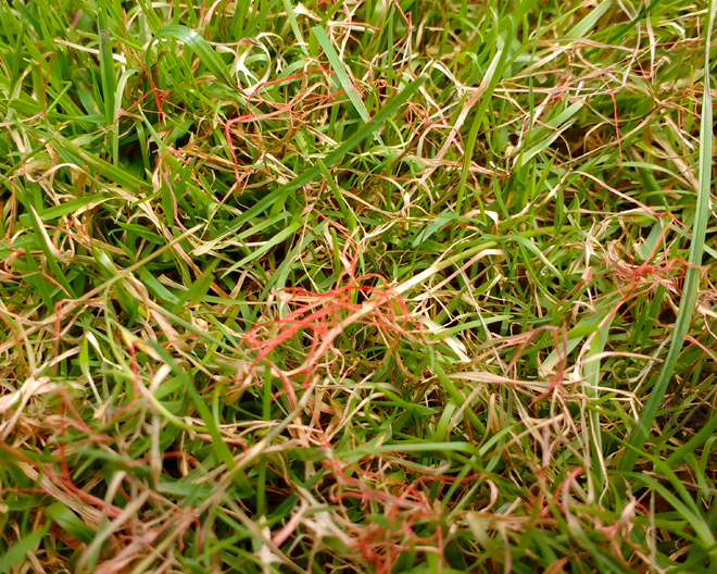 How to Control Red Thread & Pink Patch in Lawns | Yates
