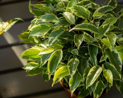 How to grow lush, tropical Weeping Figs | Yates