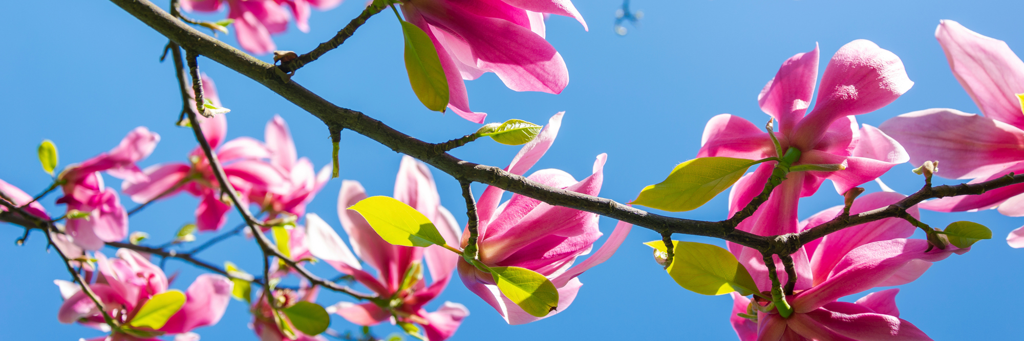 Yates New Zealand | Garden Products & Advice | Vegetables, Fruit ...