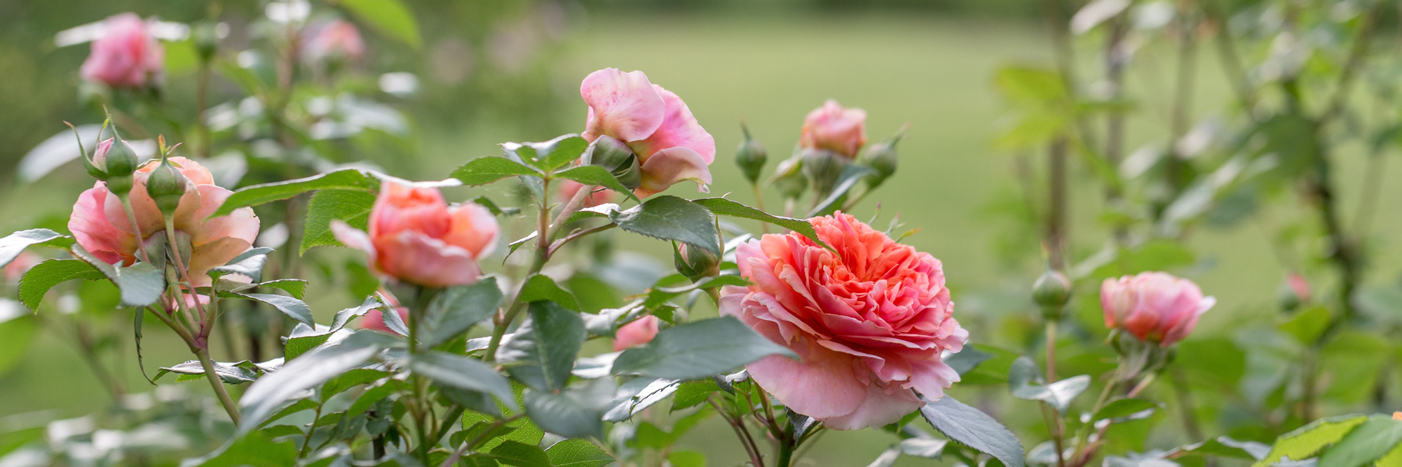 Yates New Zealand | Garden Products & Advice | Vegetables, Fruit ...