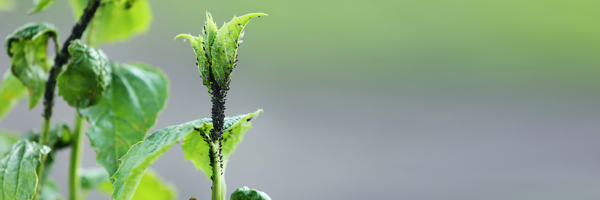 Yates New Zealand | Garden Products & Advice | Vegetables, Fruit ...