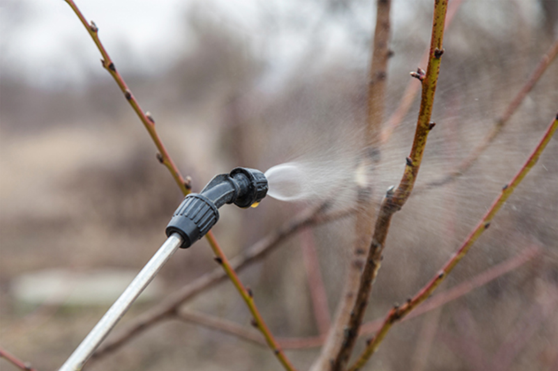 Winter Spray Program For Fruit Trees Yates