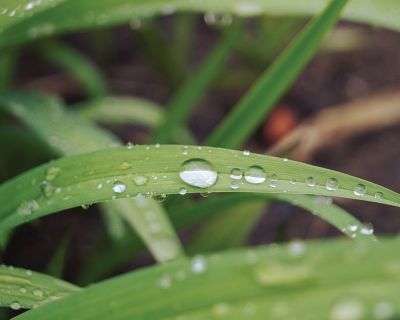 Varieties of Turf - Common Lawn Varieties | Yates Gardening