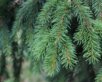 How to grow grand and majestic Picea | Yates