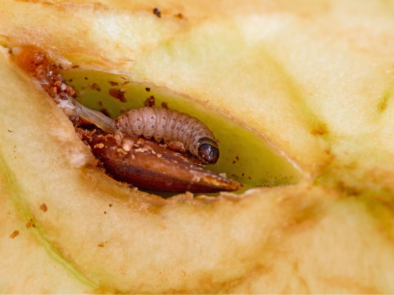 How to control codling moth | Yates