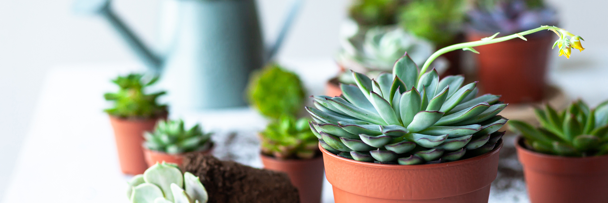 Yates New Zealand | Garden Products & Advice | Vegetables, Fruit ...