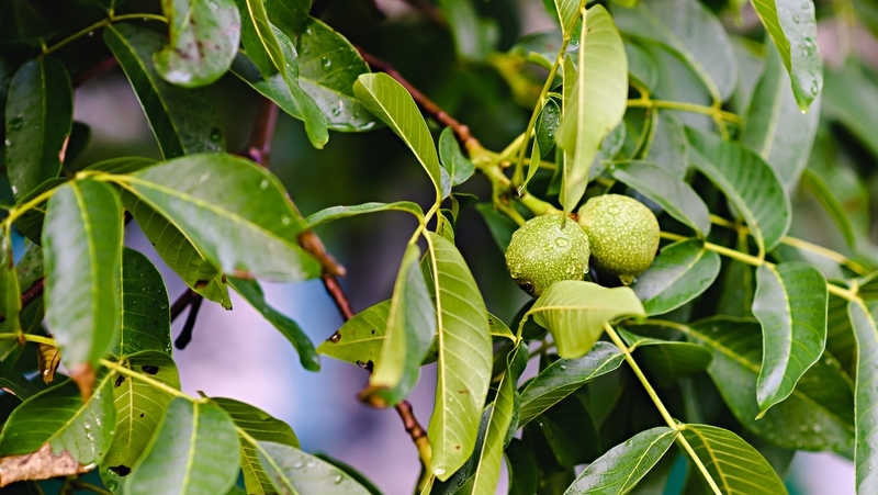 How to grow nuts in the garden | Yates