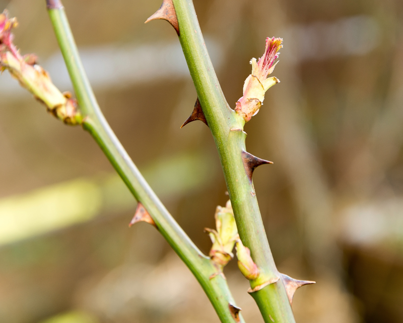 Your Spring Rose growing guide and tips | Yates