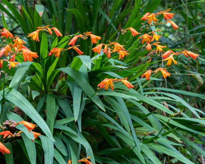 How to control Montbretia | Yates