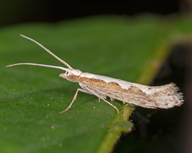 How to Control Diamondback Moth | Yates