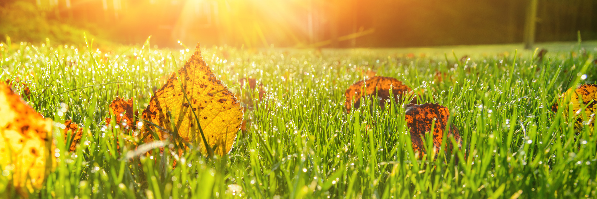 Yates New Zealand | Garden Products & Advice | Vegetables, Fruit ...