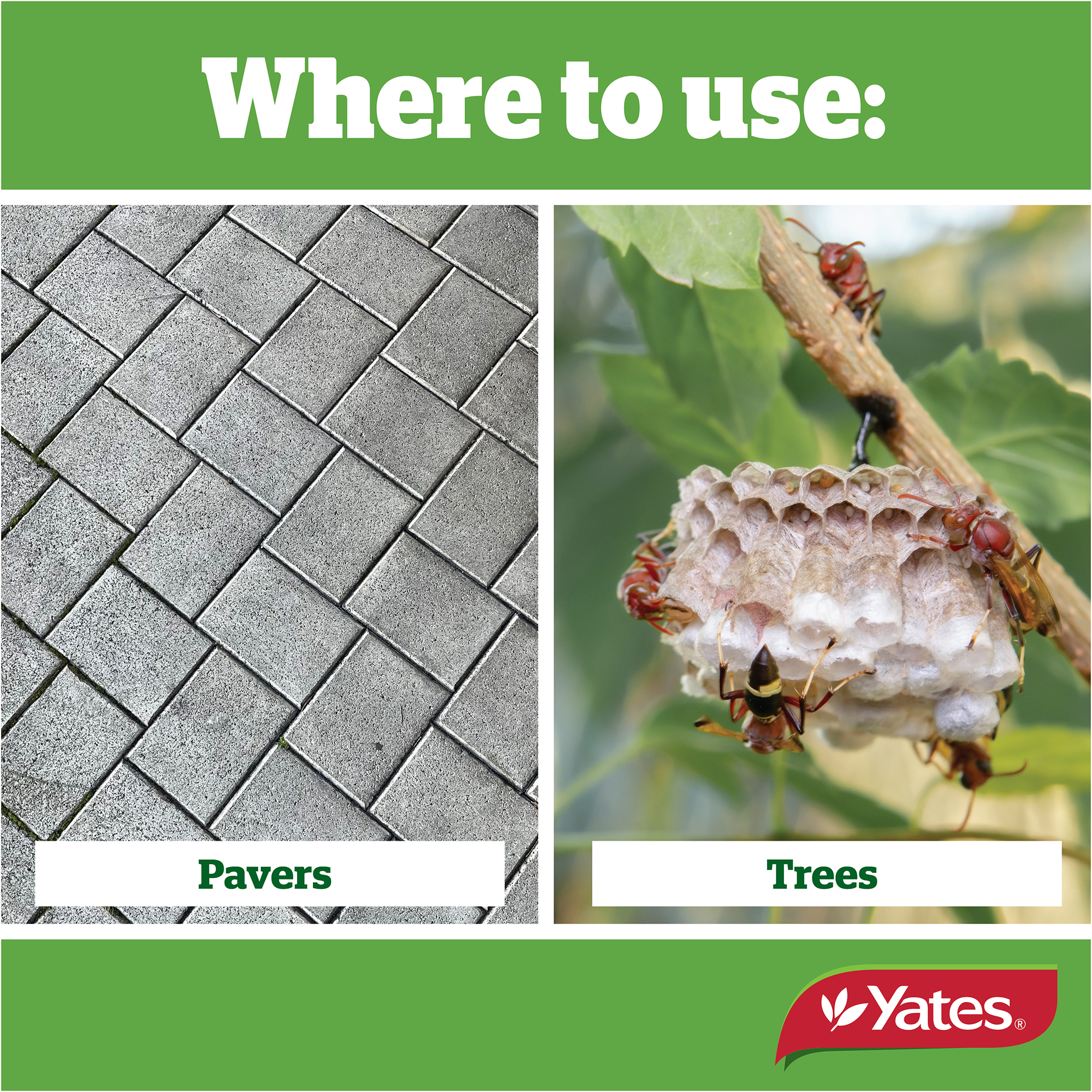 Home Pest Ant & Wasp Dust