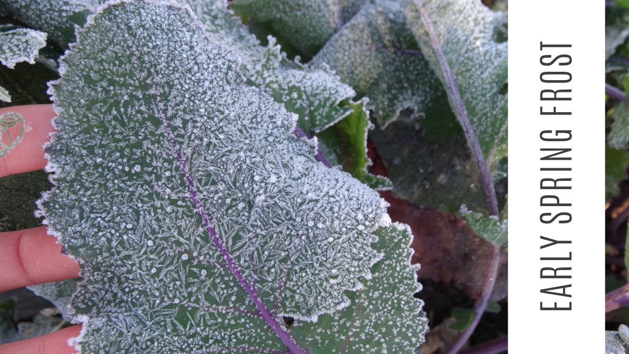 A Frosty Spring Morning