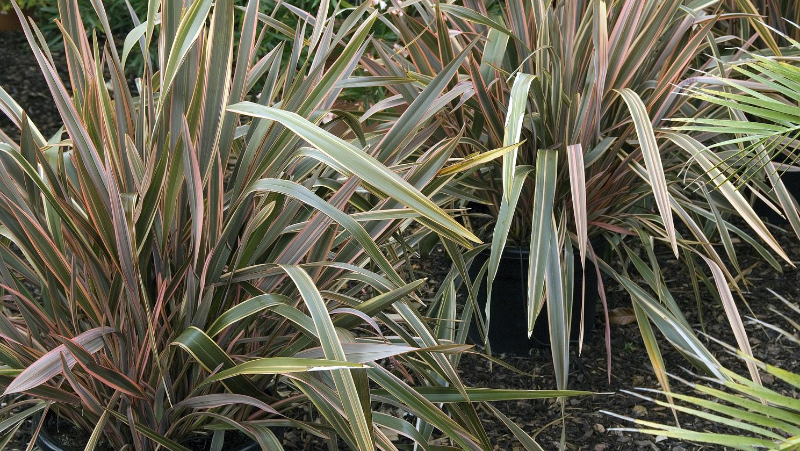 How to grow architectural and contrasting Flax | Yates