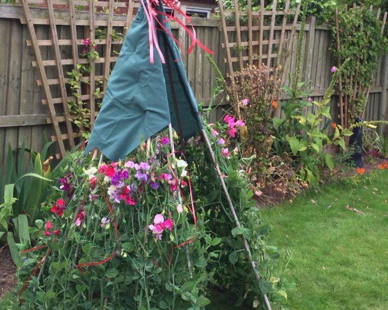 How to grow a sweet pea teepee | Yates