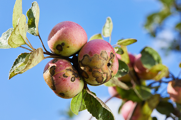 Pest and Disease Protection for Fruit Trees | Yates