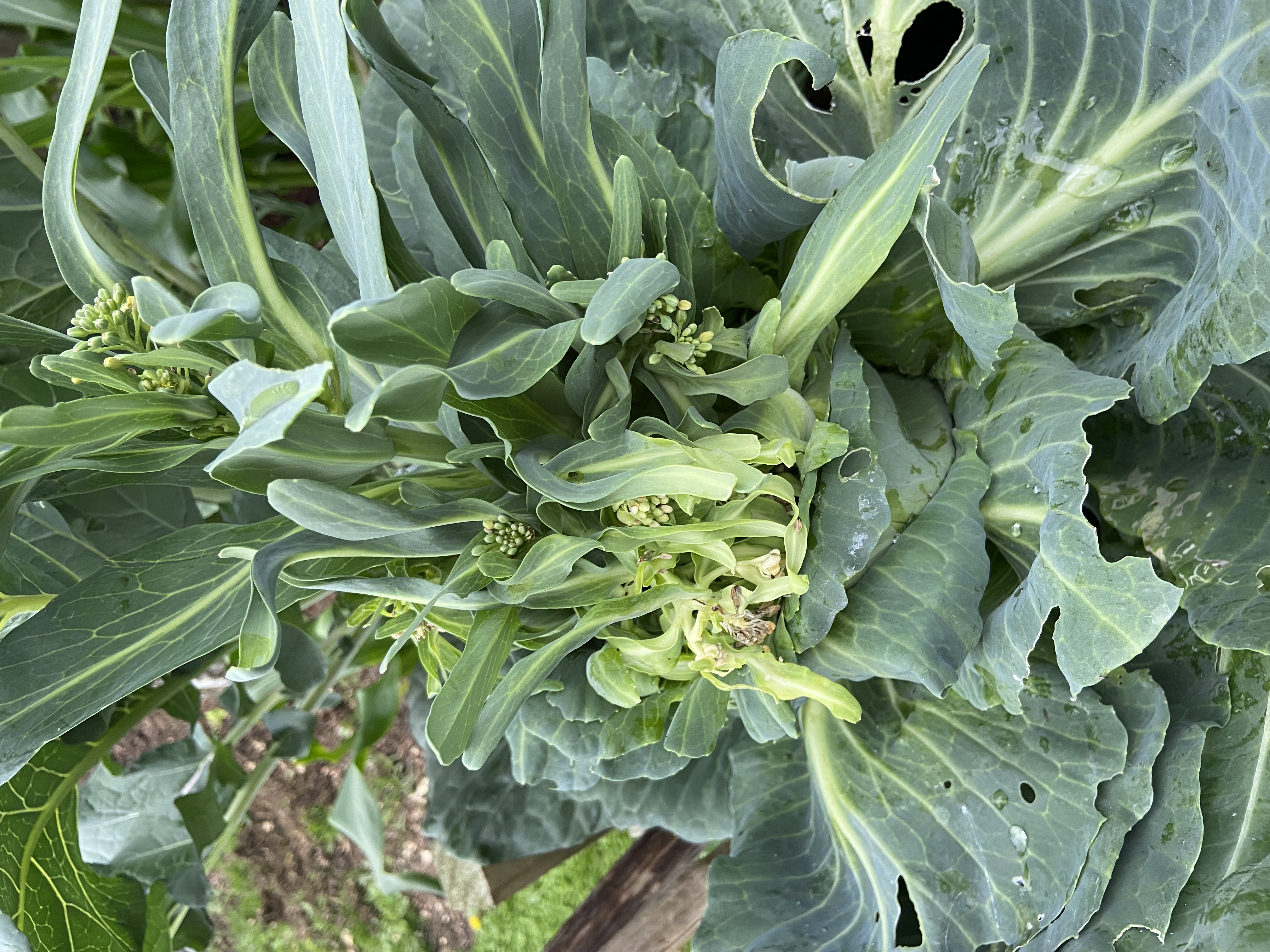 A cabbage gone wrong?