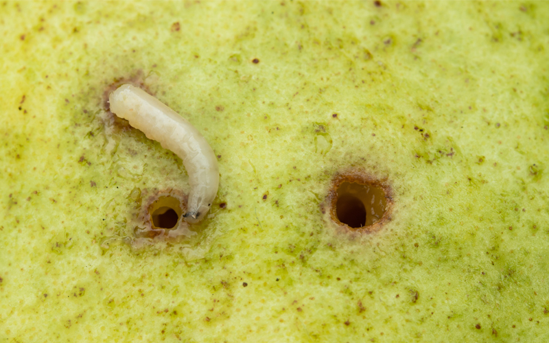 How to control common problems on feijoas in NZ | Yates