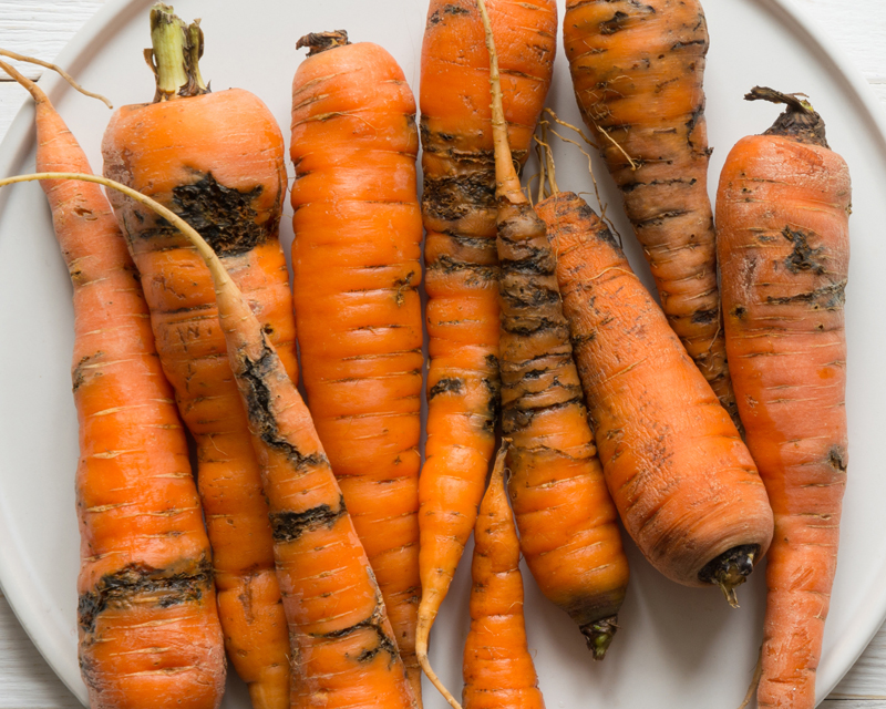 How to protect against carrot rust fly | Yates