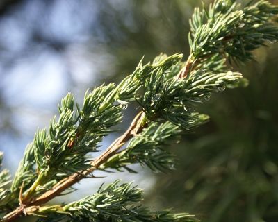 How to grow dense and classic-looking Juniper | Yates
