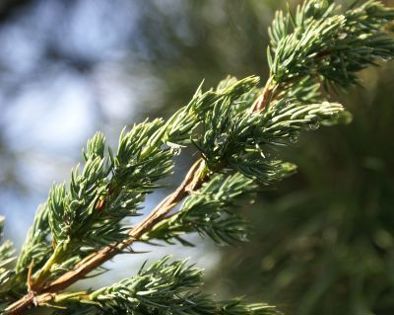 How to grow dense and classic-looking Juniper | Yates