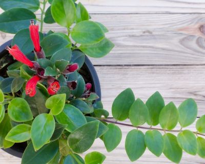 How to grow glossy, green Lipstick Plants | Yates
