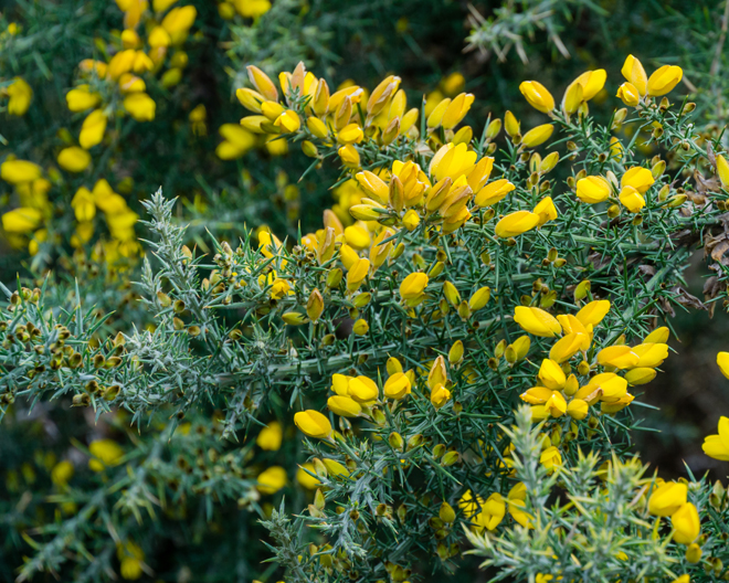 How to control Gorse | Yates