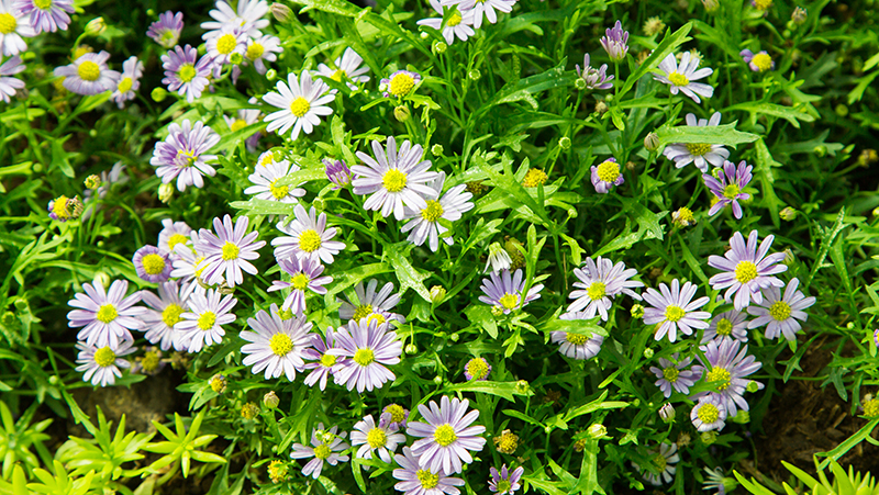 How to grow aster | Yates