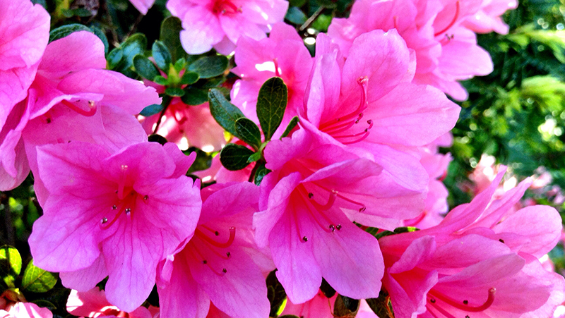 How to grow azalea | Yates