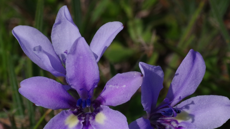 How to grow beautiful and blooming Babiana | Yates