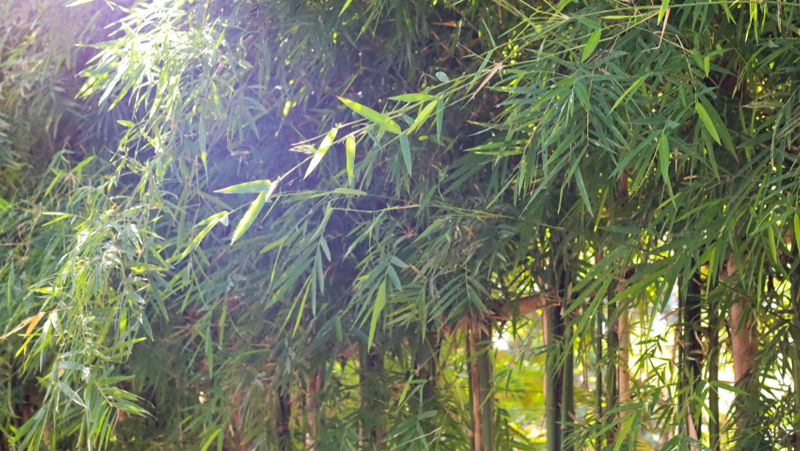 How to grow lush and graceful Bamboo | Yates