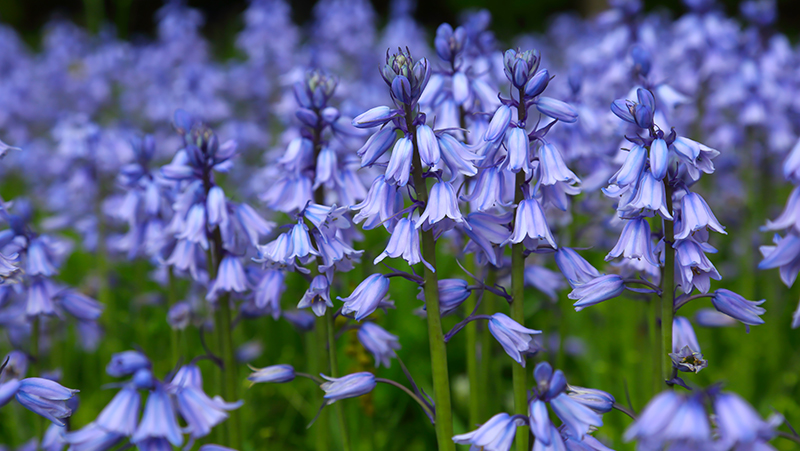 How to grow beautiful blooms of Bluebells | Yates