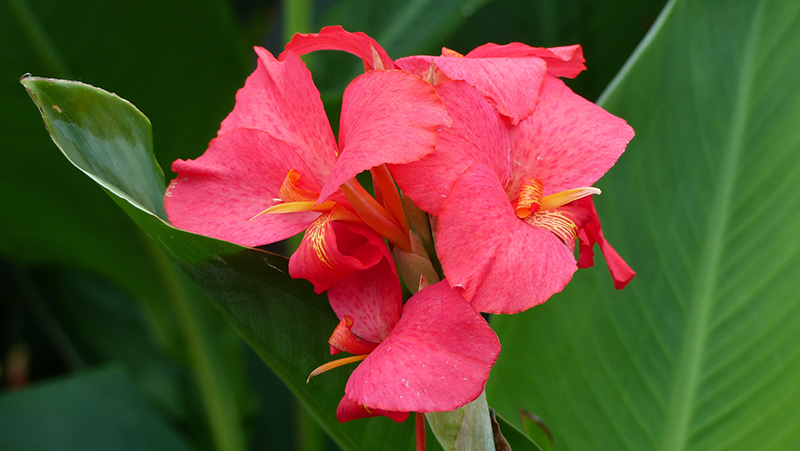 How to grow eye-catching tropical Canna Lilies | Yates