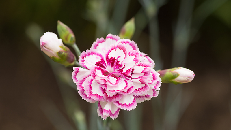 How to grow graceful and beautiful Carnations | Yates