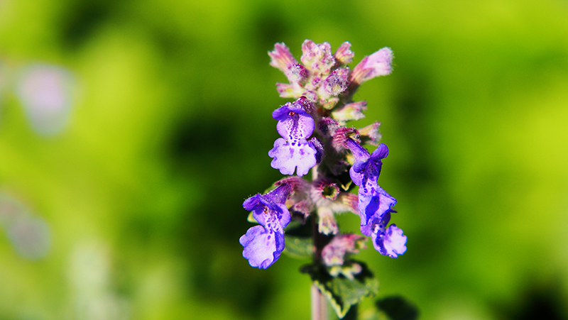 How to grow dainty and fragrant Catmint | Yates