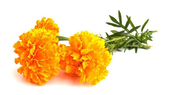 How to grow bright, edible and multipurpose Marigold | Yates