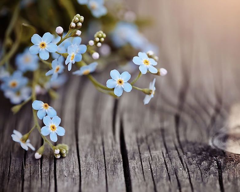 How to grow Forget Me Nots | Yates