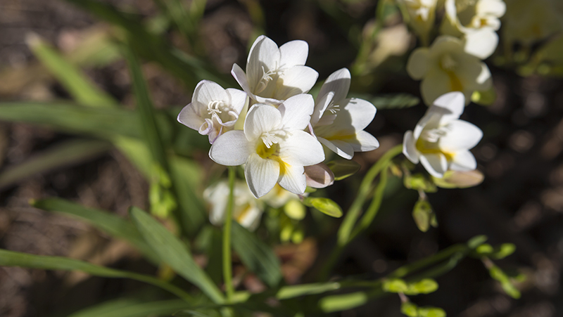 How to grow showy and fragrant Freesia | Yates