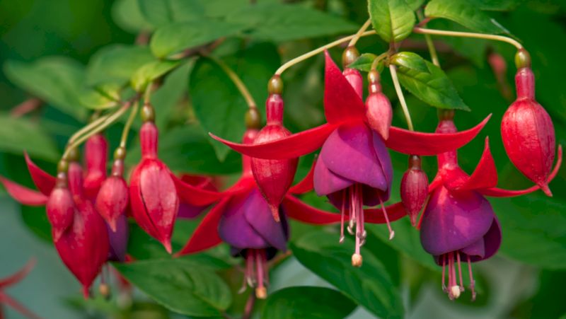 How to grow Fuchsia | Yates