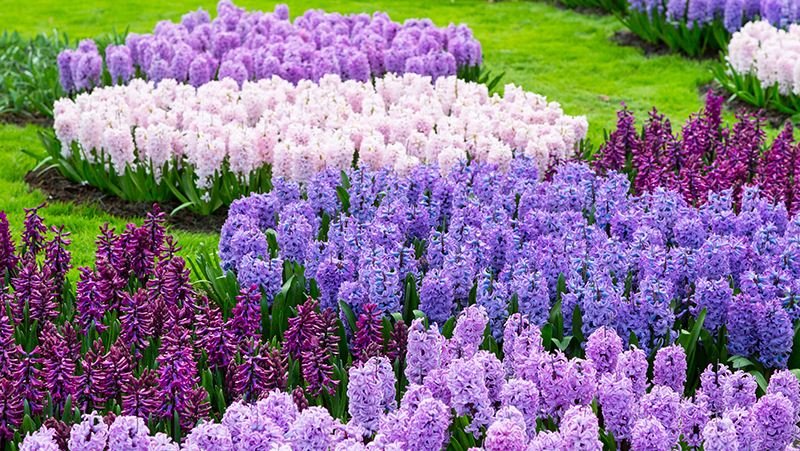 How to grow dense fragrant spikes of Hyacinth | Yates