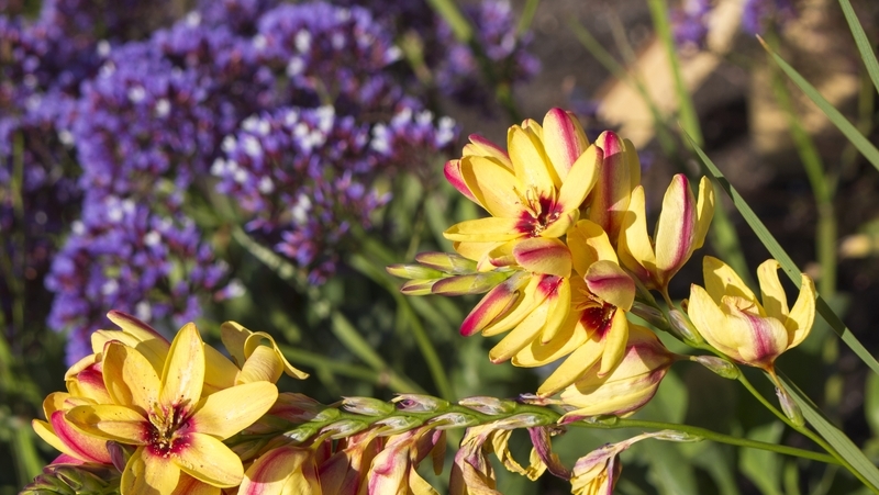 How to grow colourful spikes of Ixia | Yates