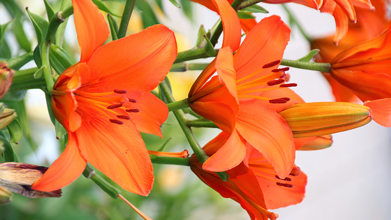 How to grow Lily | Yates