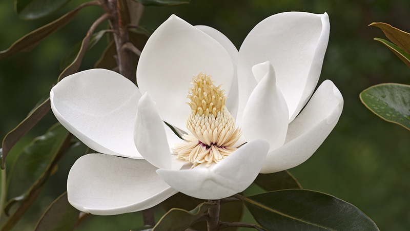 How to grow Magnolias | Yates